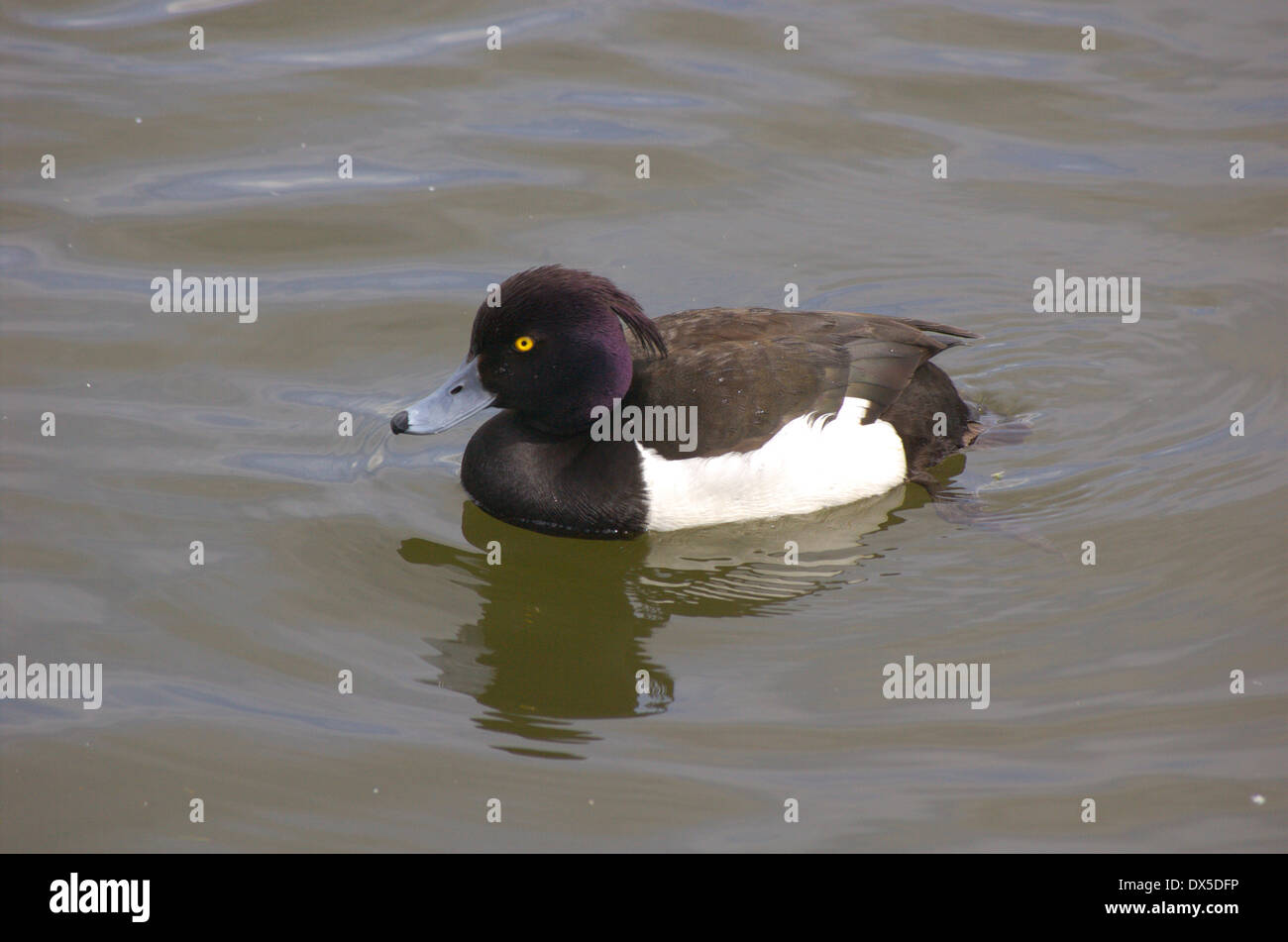 Tufted Duck on Hogganfield Loch in Glasgow, Scotland Stock Photo - Alamy