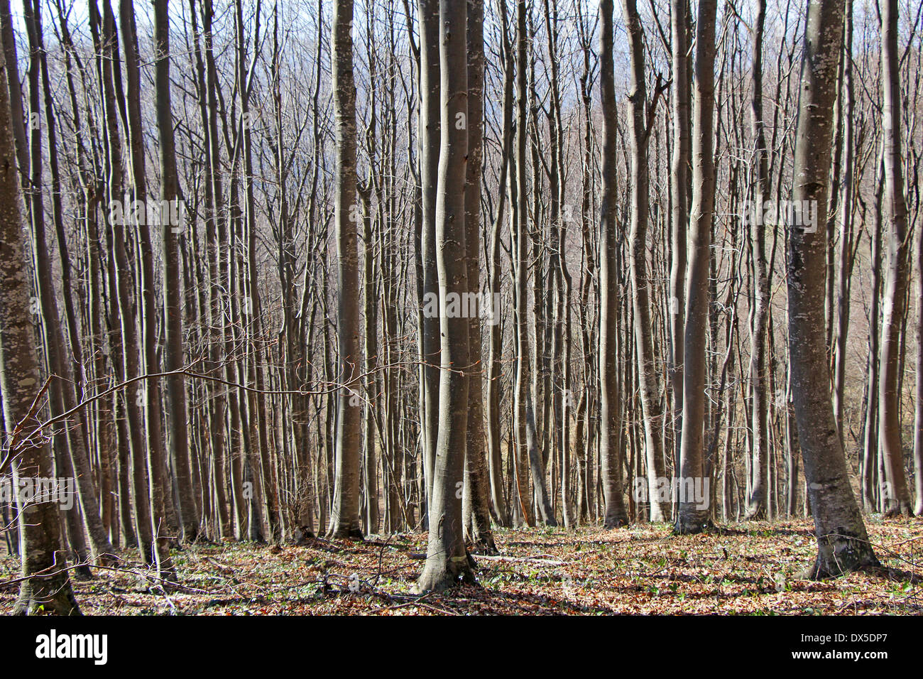 Oak beech forest hi-res stock photography and images - Alamy