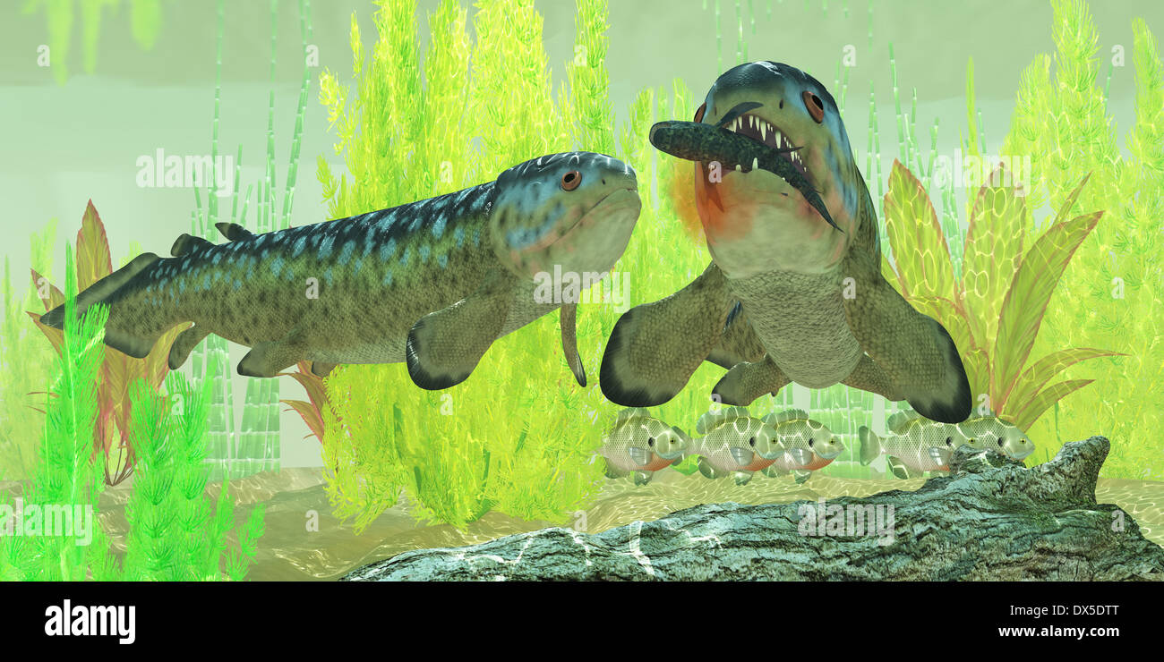 Rhizodus hibberti is an extinct group of Carboniferous predatory lobe ...