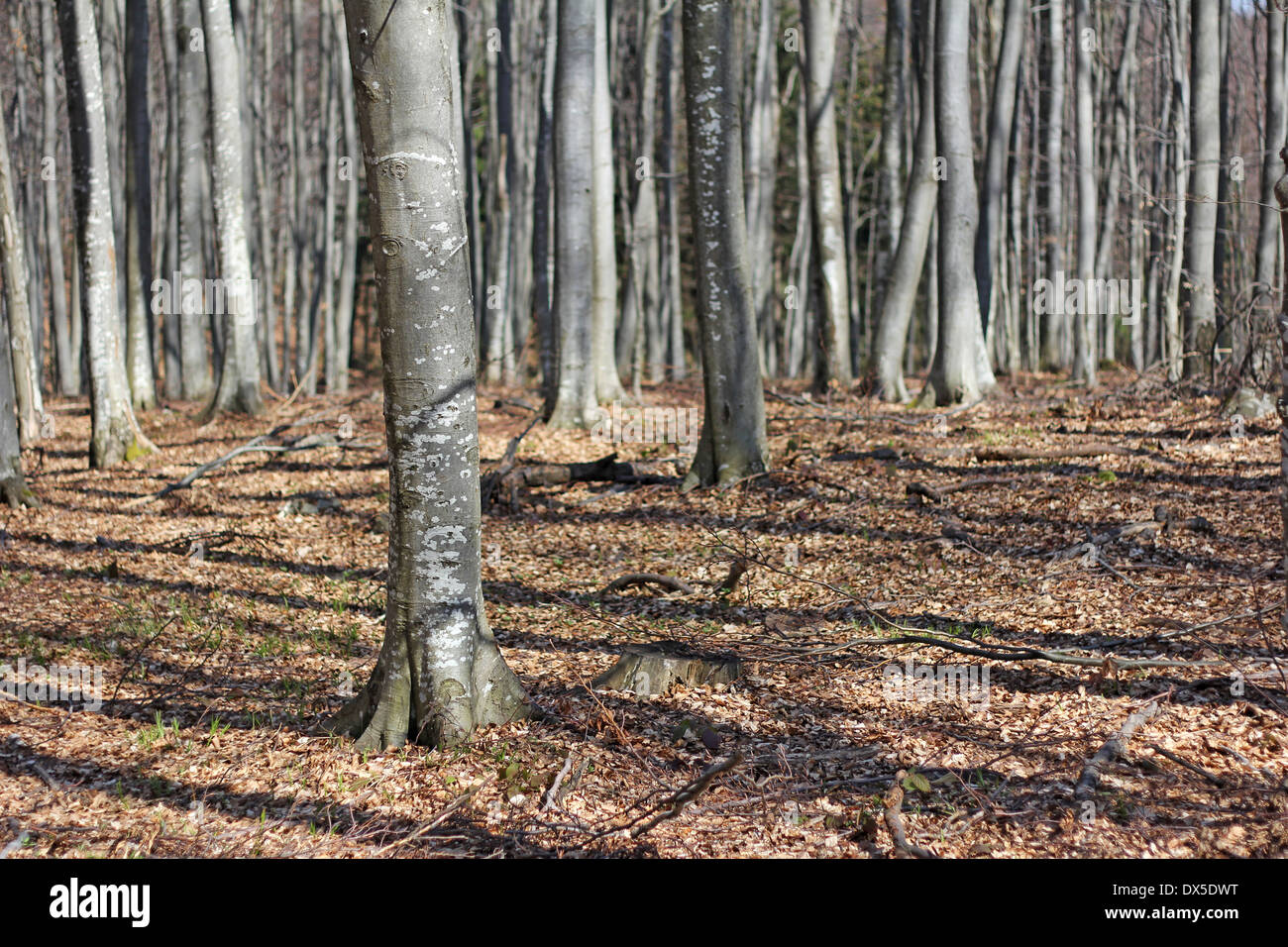 Beech maple forest hi-res stock photography and images - Alamy