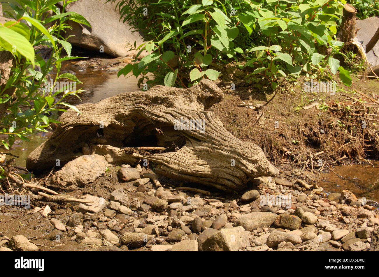 Rams Log High Resolution Stock Photography and Images - Alamy