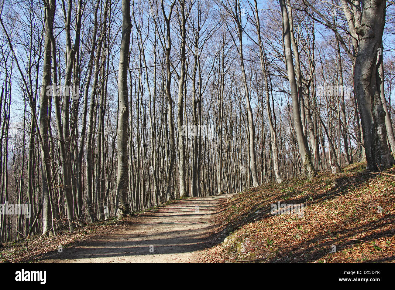 Walking through peaceful forest in hi-res stock photography and images ...