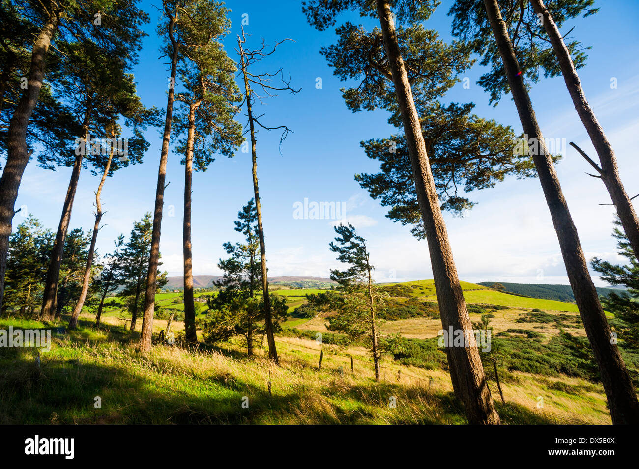 Bromlow hi-res stock photography and images - Alamy