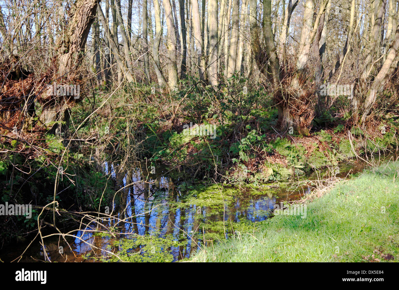 A view of alder carr woodland at Alderfen Broad Nature Reserve, Norfolk ...