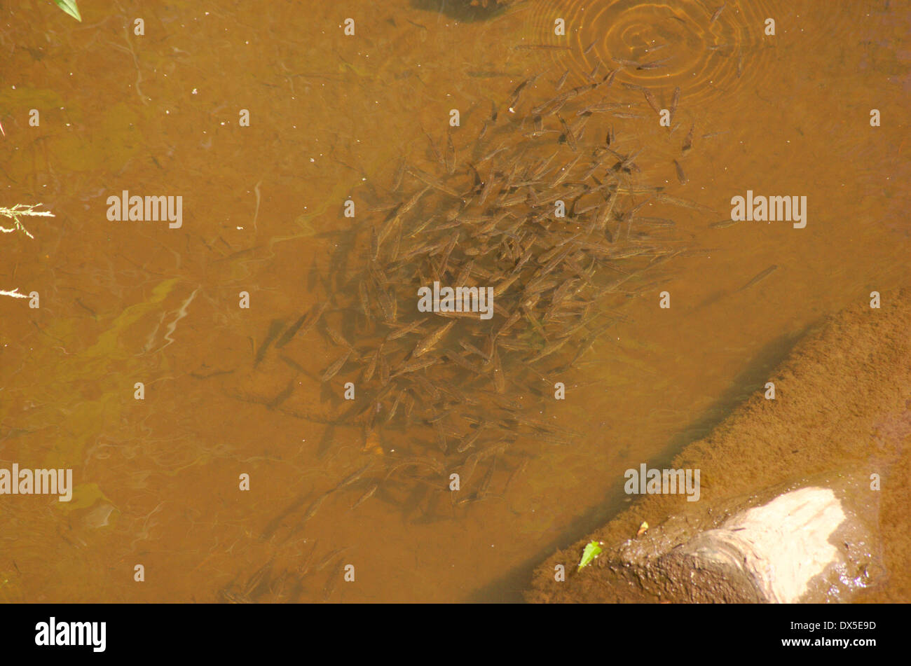 Minnow eurasian minnow phoxinus phoxinus hi-res stock photography and ...