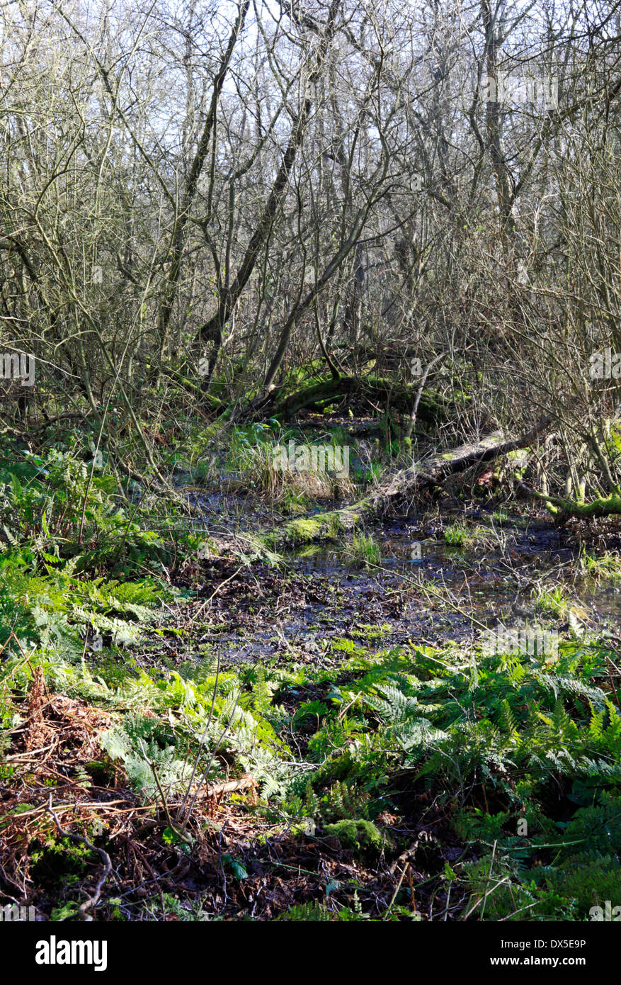 A view of alder swamp carr at Alderfen Broad Nature Reserve, Norfolk ...