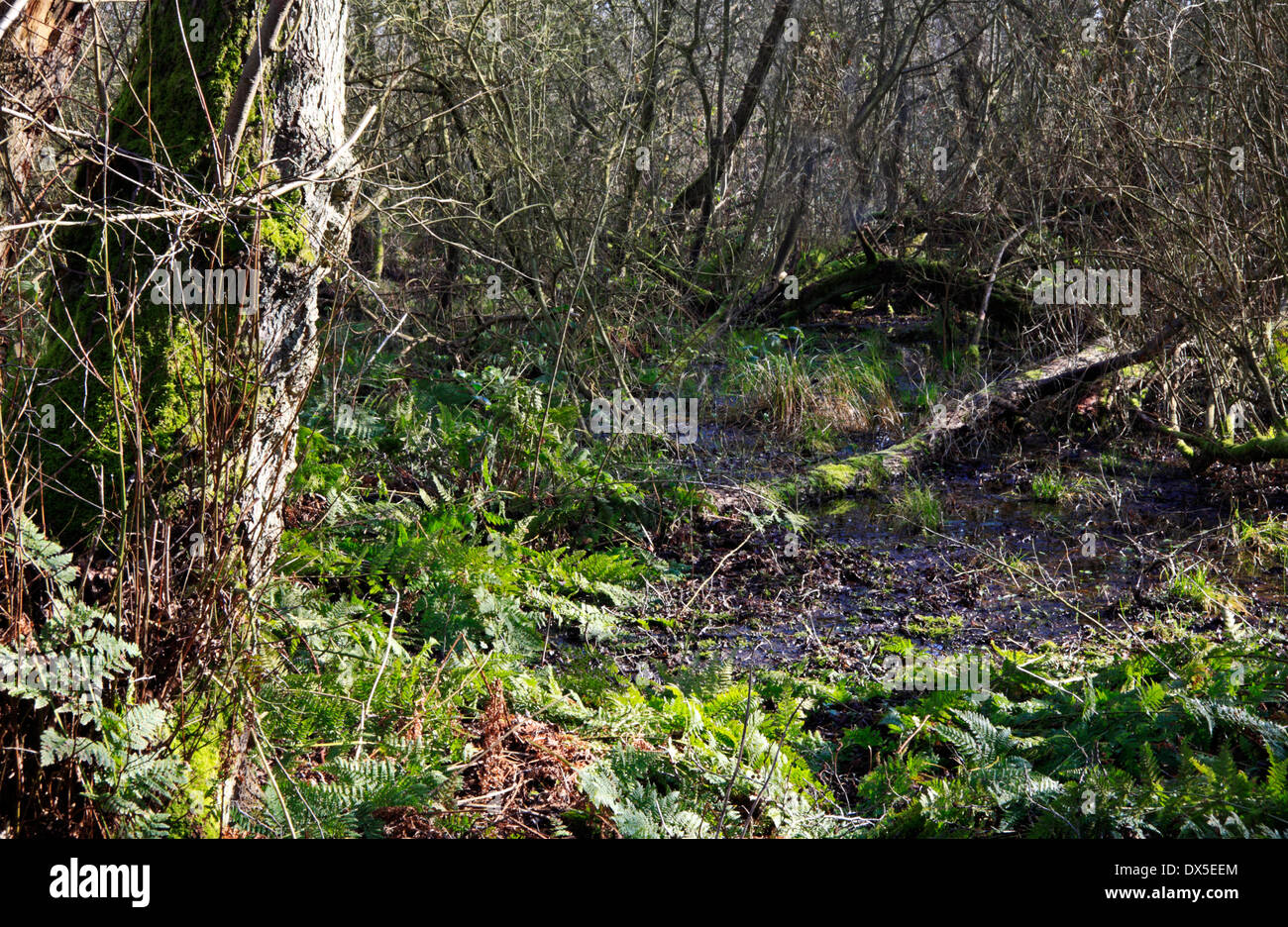 Alder carr woodland hi-res stock photography and images - Alamy