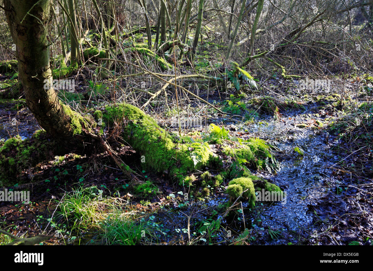 An example of alder swamp carr at Alderfen Broad Nature Reserve ...