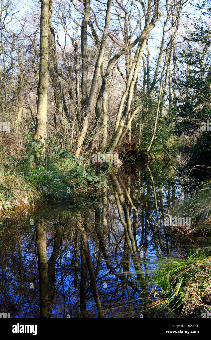 A dyke running through alder carr woodland at Alderfen Broad Nature ...