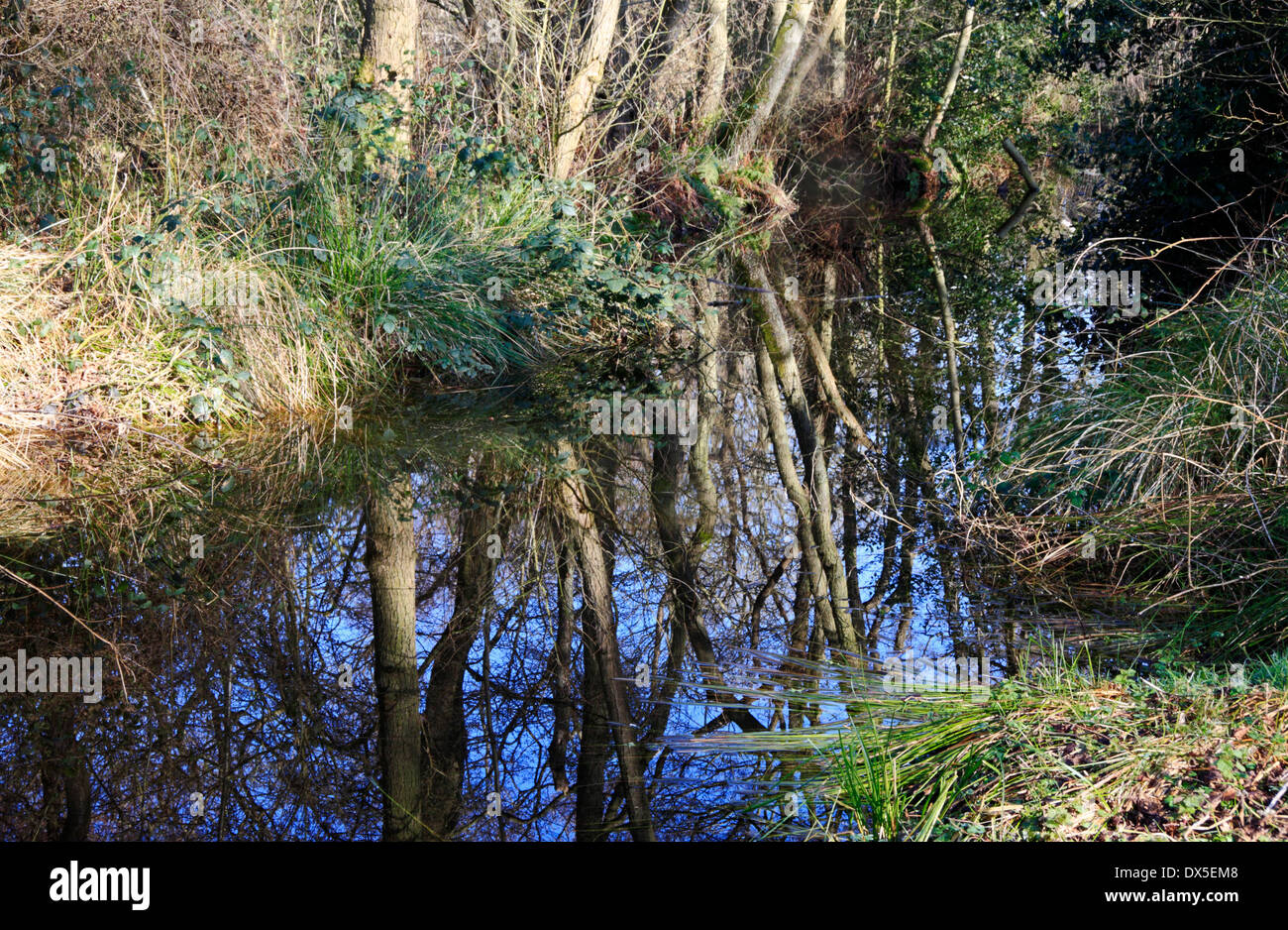 A small dyke with reflections by alder carr woodland at Alderfen Broad ...