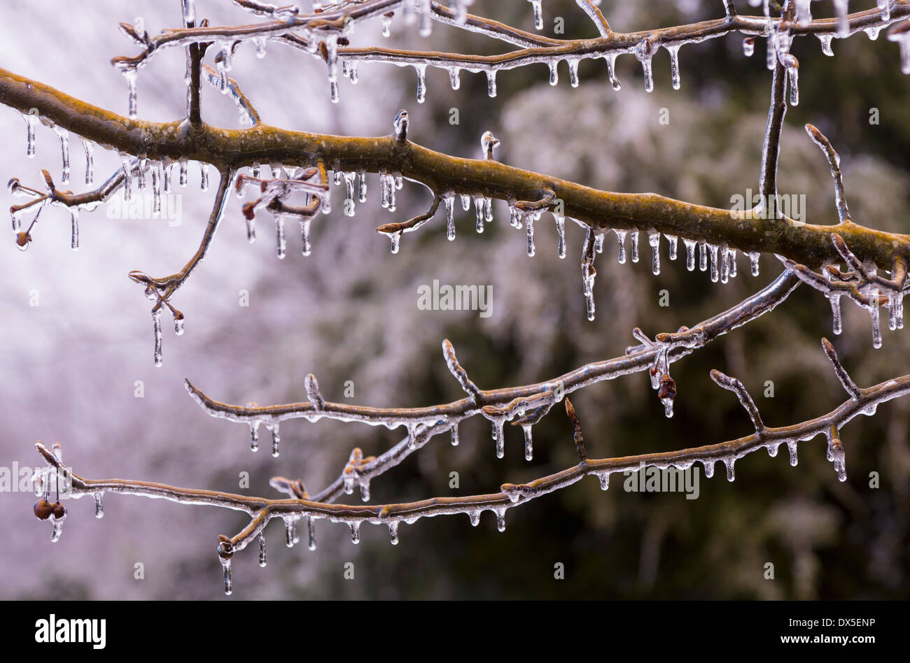 Icicles on a tree branch in winter as it starts to thaw Stock Photo - Alamy