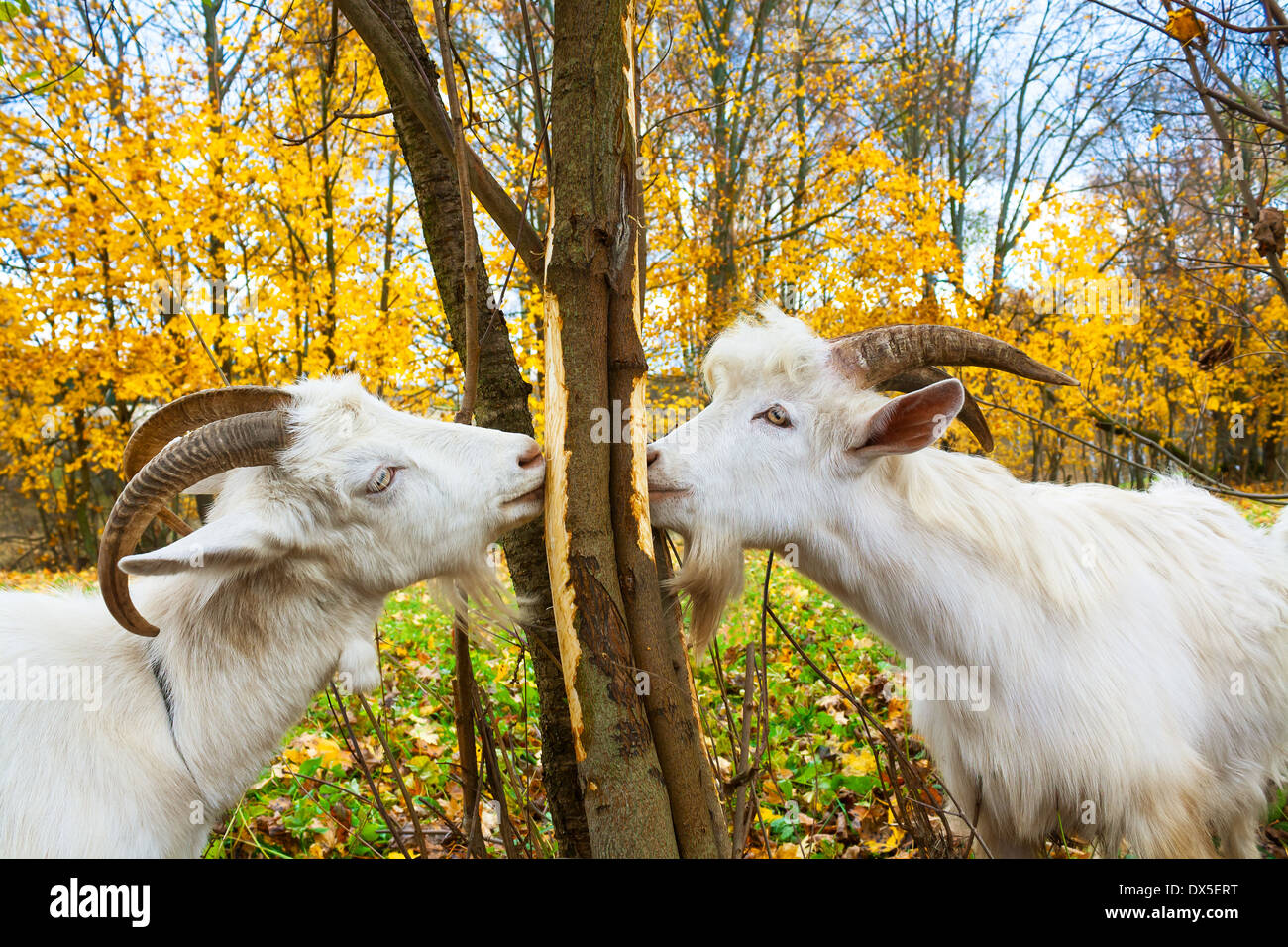 Grazed face hi-res stock photography and images - Alamy