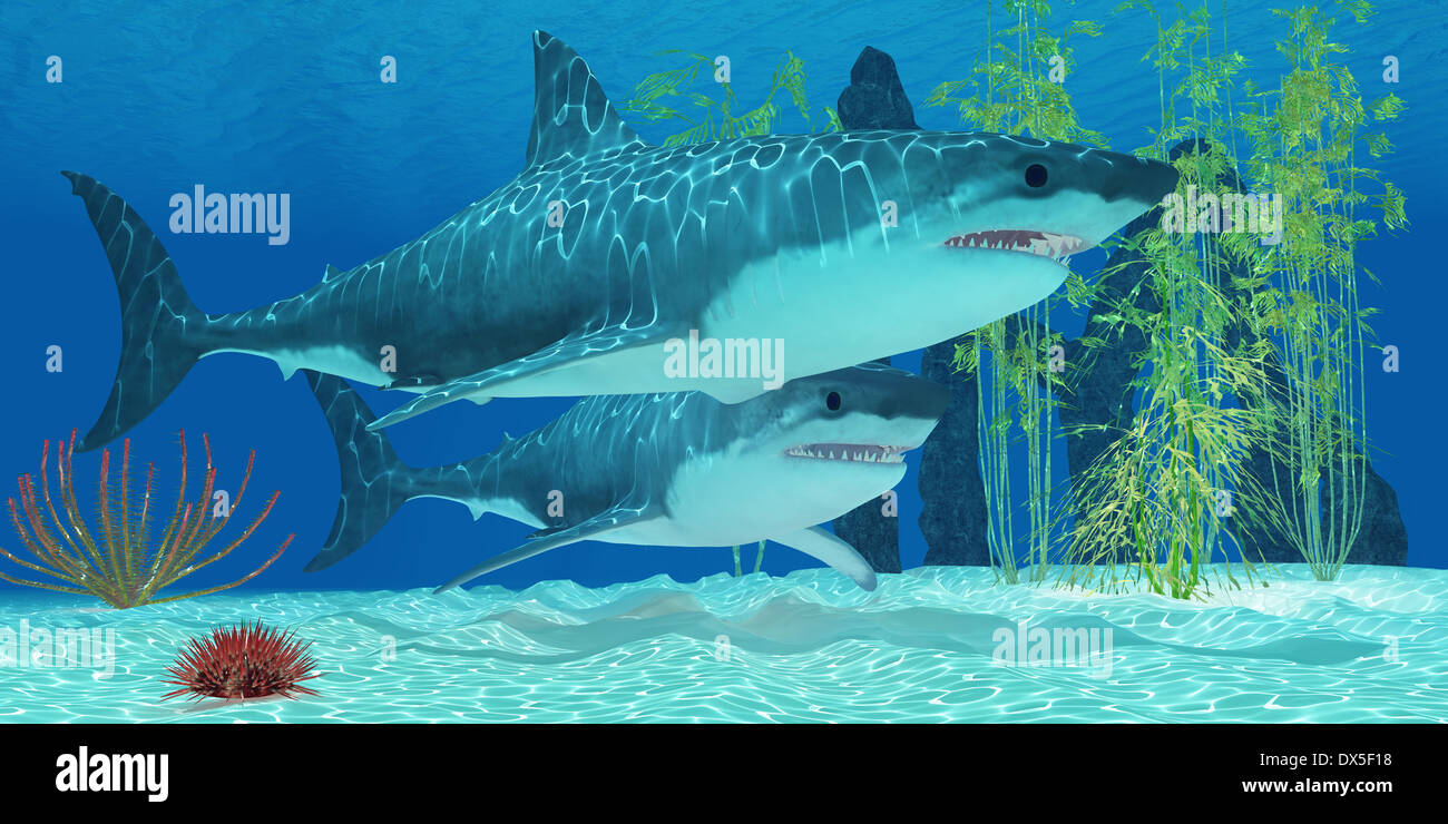 The Megalodon is an extinct megatoothed shark from prehistoric seas and ...