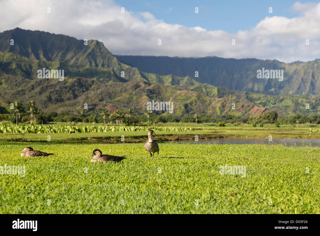 Hawaiian mountain range hi-res stock photography and images - Alamy
