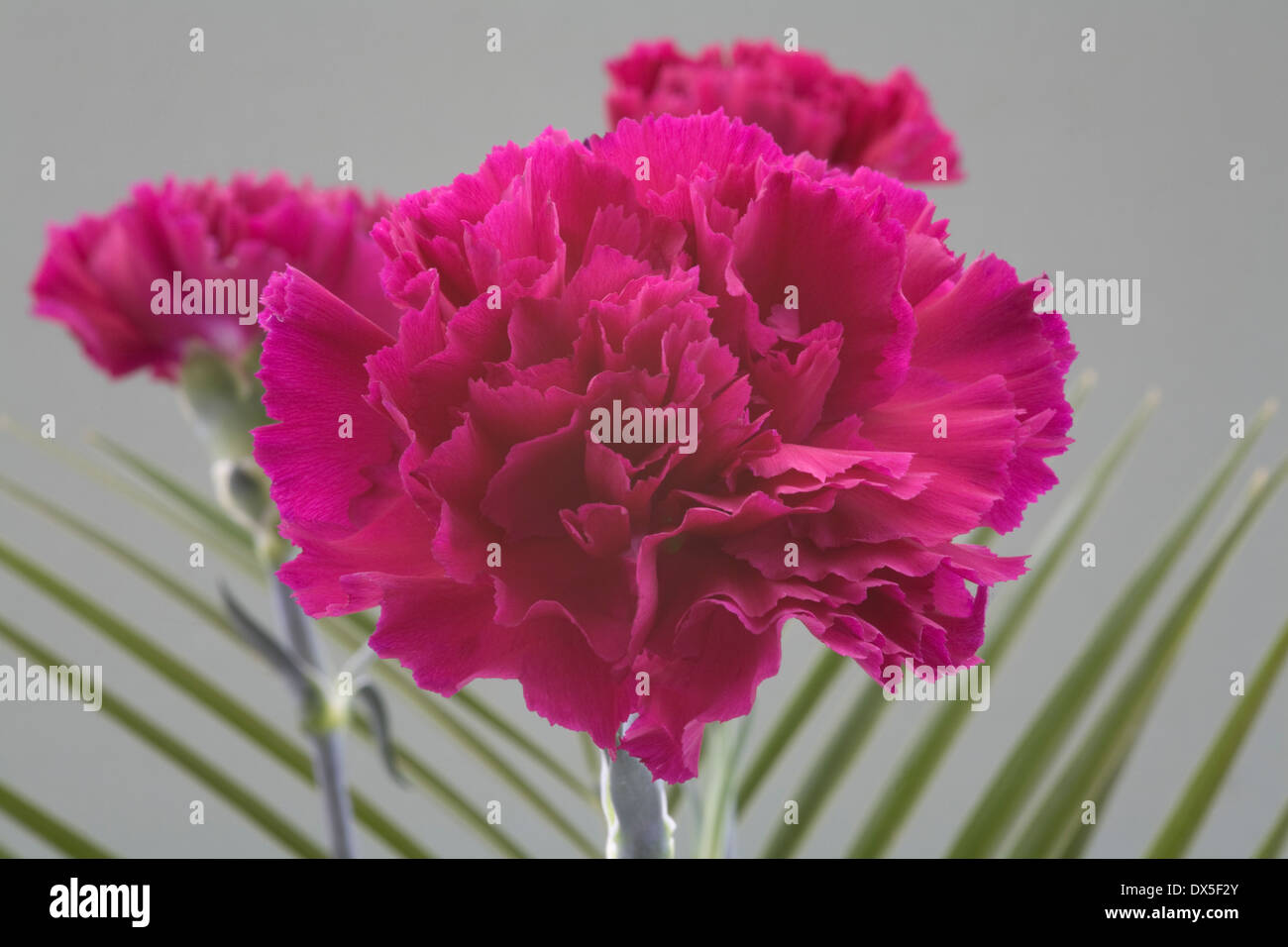 Close up deep red Carnation - Dianthus Stock Photo - Alamy