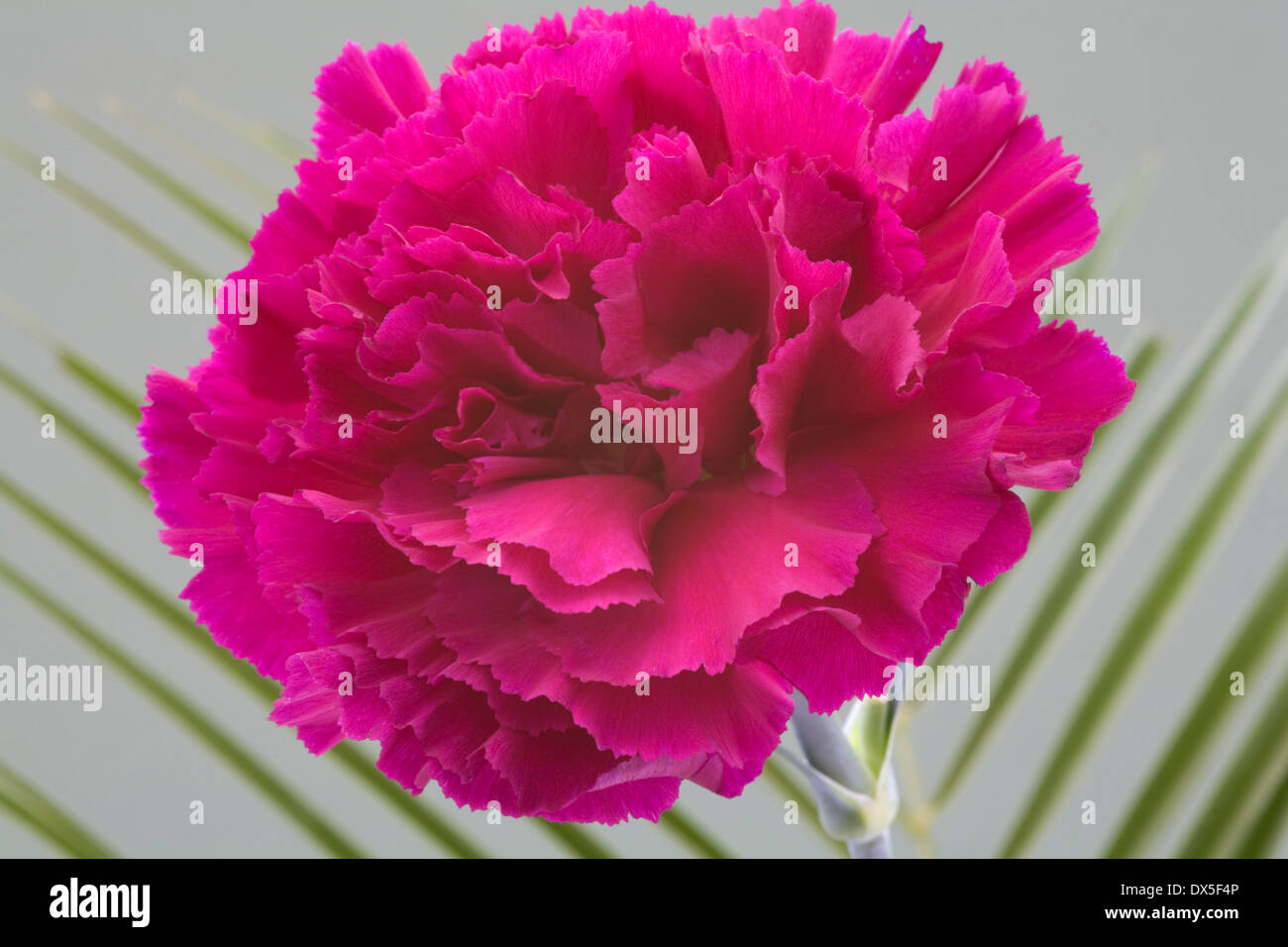 Close up deep red Carnation - Dianthus Stock Photo - Alamy