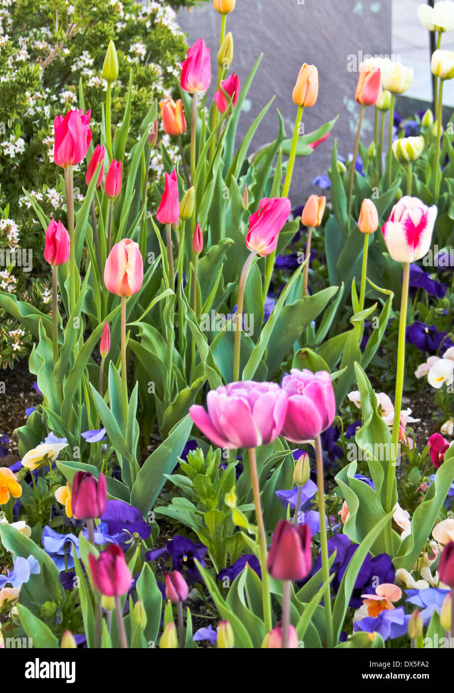 Many colored tulips hi-res stock photography and images - Alamy