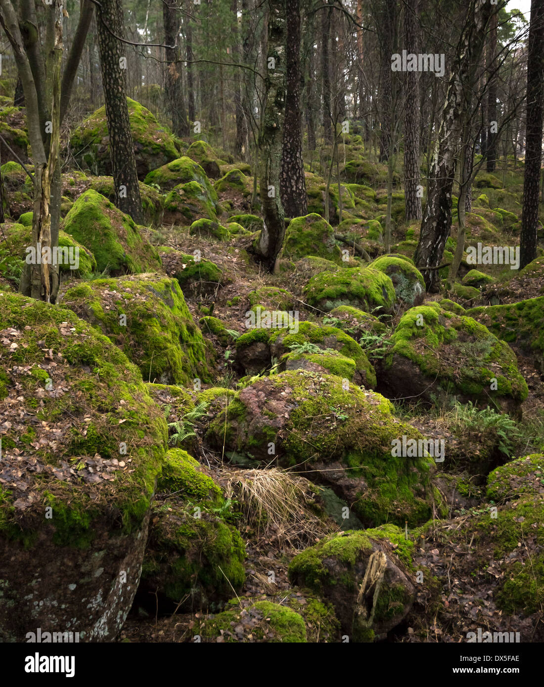 Stone with moss Stock Photo - Alamy