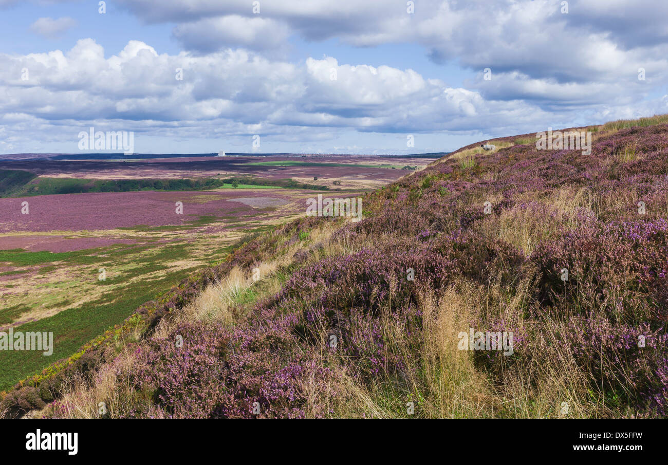 Heather Bright High Resolution Stock Photography and Images - Alamy
