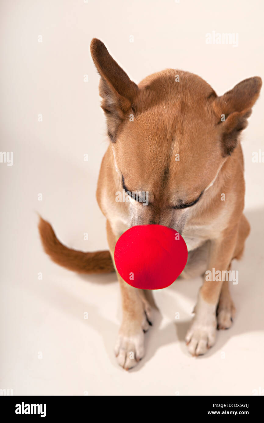 Dog clown hi-res stock photography and images - Alamy