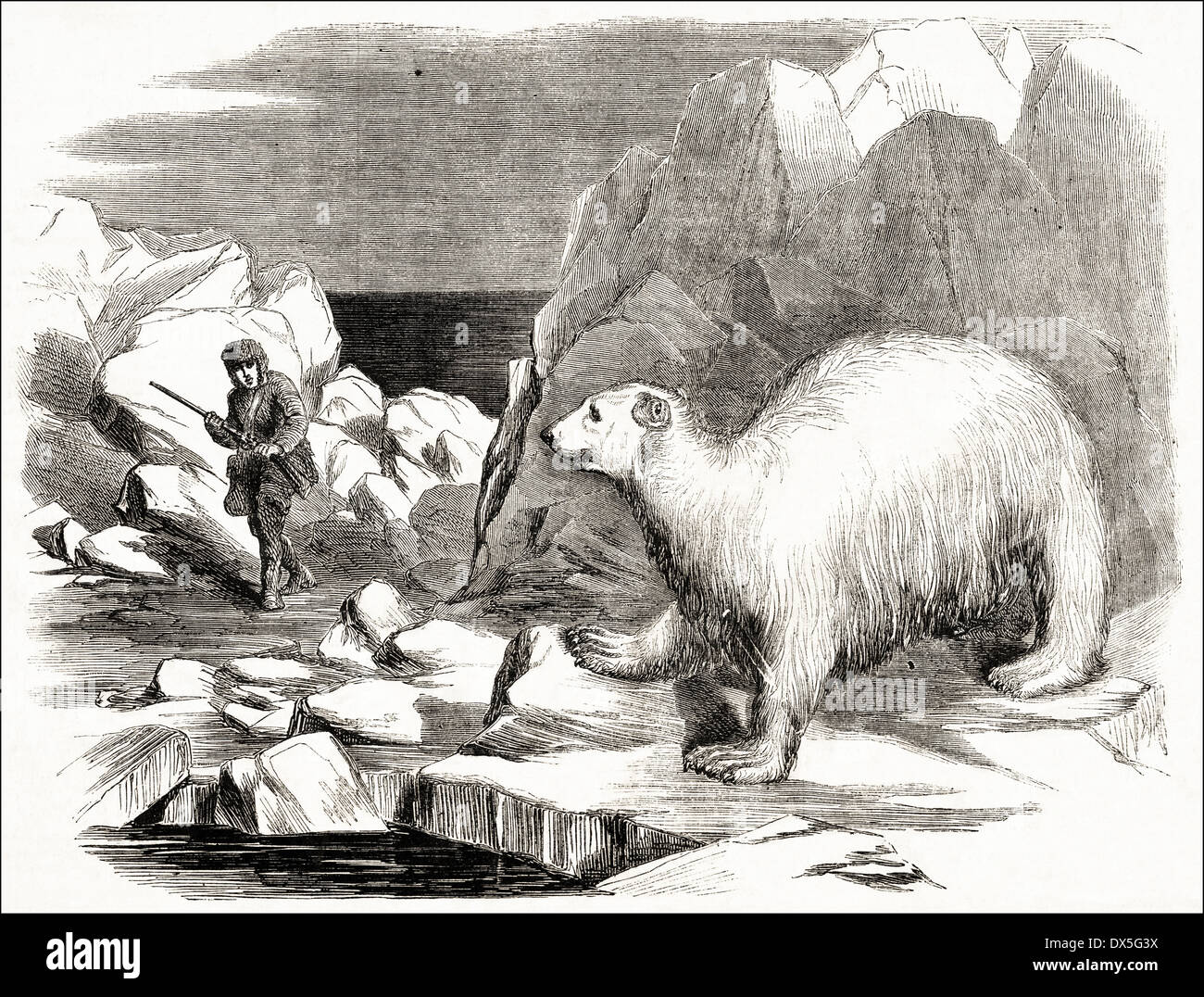 Victorian engraving of hunting Polar Bear in the Arctic circa 1854 ...