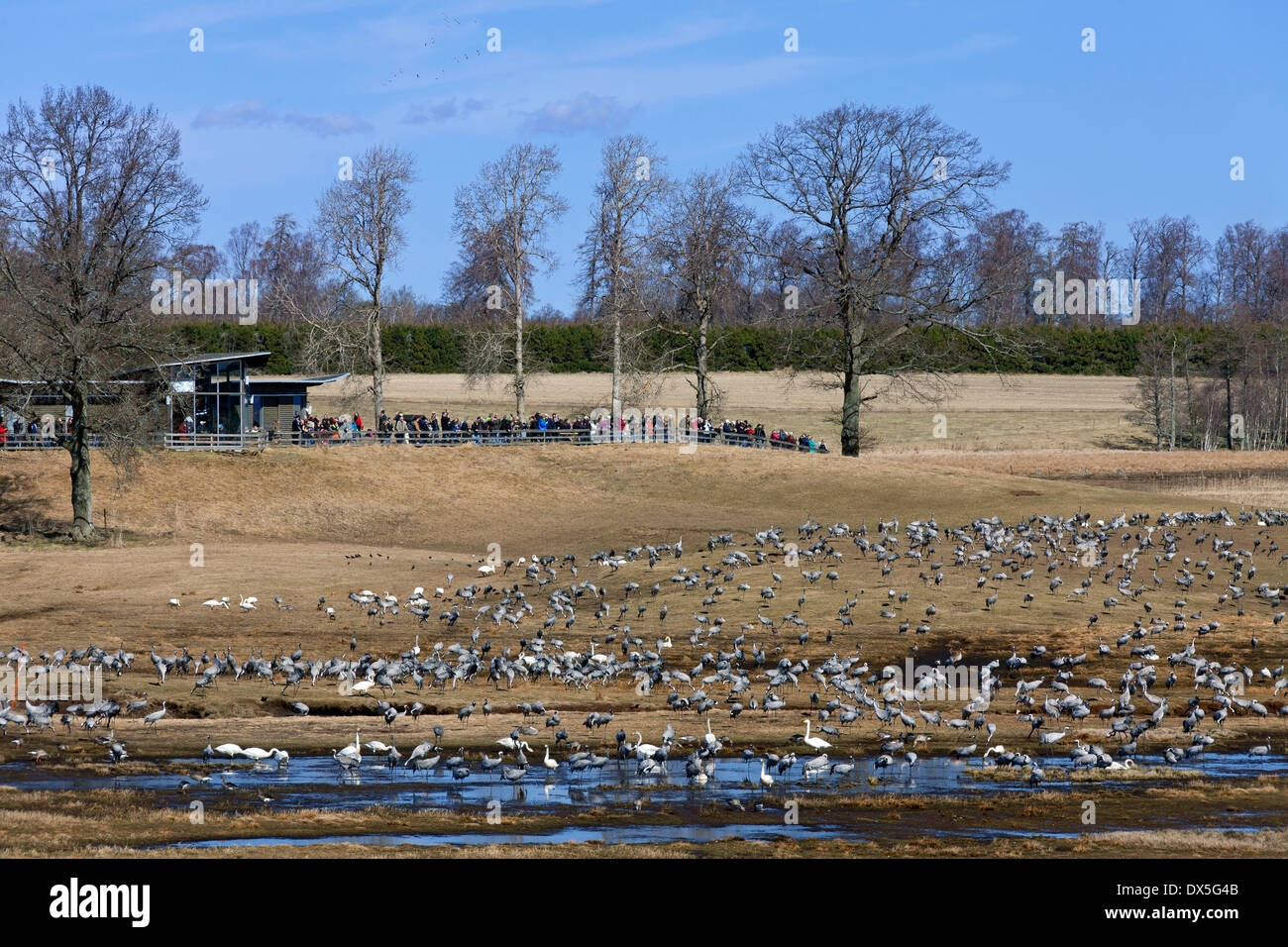 Flock of cranes hi-res stock photography and images - Alamy