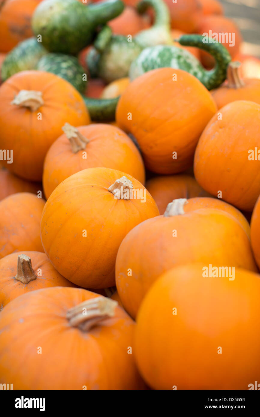 Pumpkin plant hi-res stock photography and images - Alamy