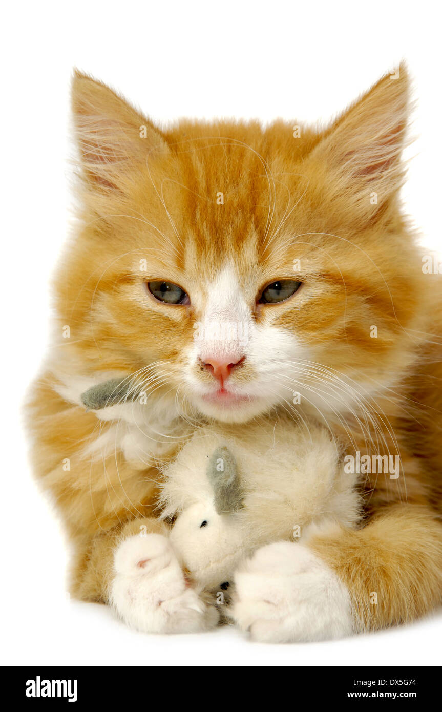 Striped mouse face hi-res stock photography and images - Alamy