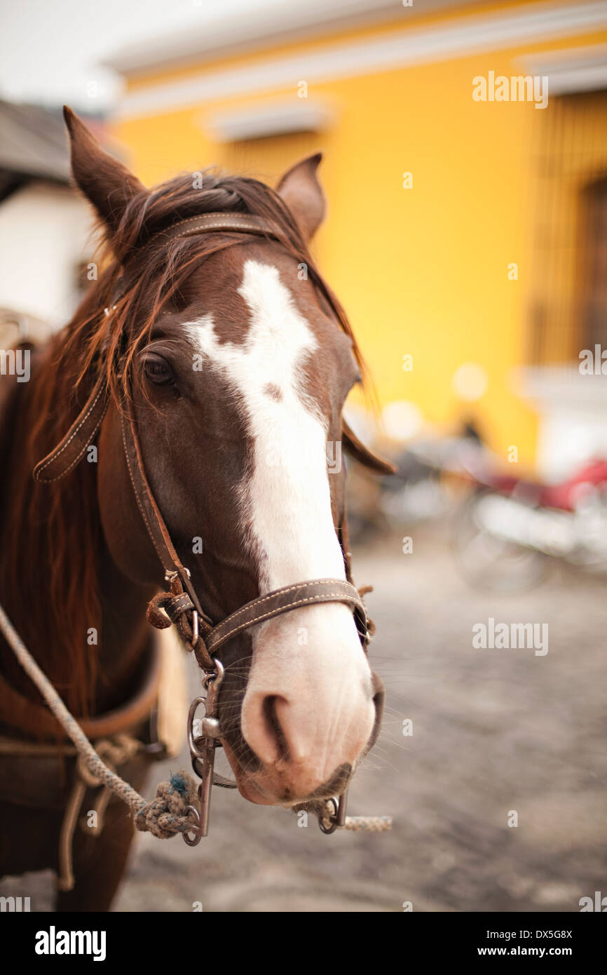 Bridle horse hi-res stock photography and images - Alamy