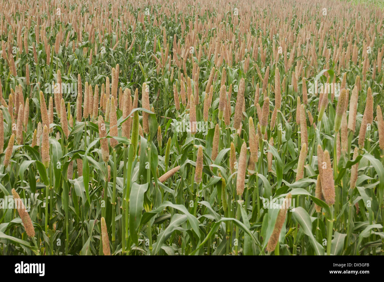 Bajra farm hi-res stock photography and images - Alamy