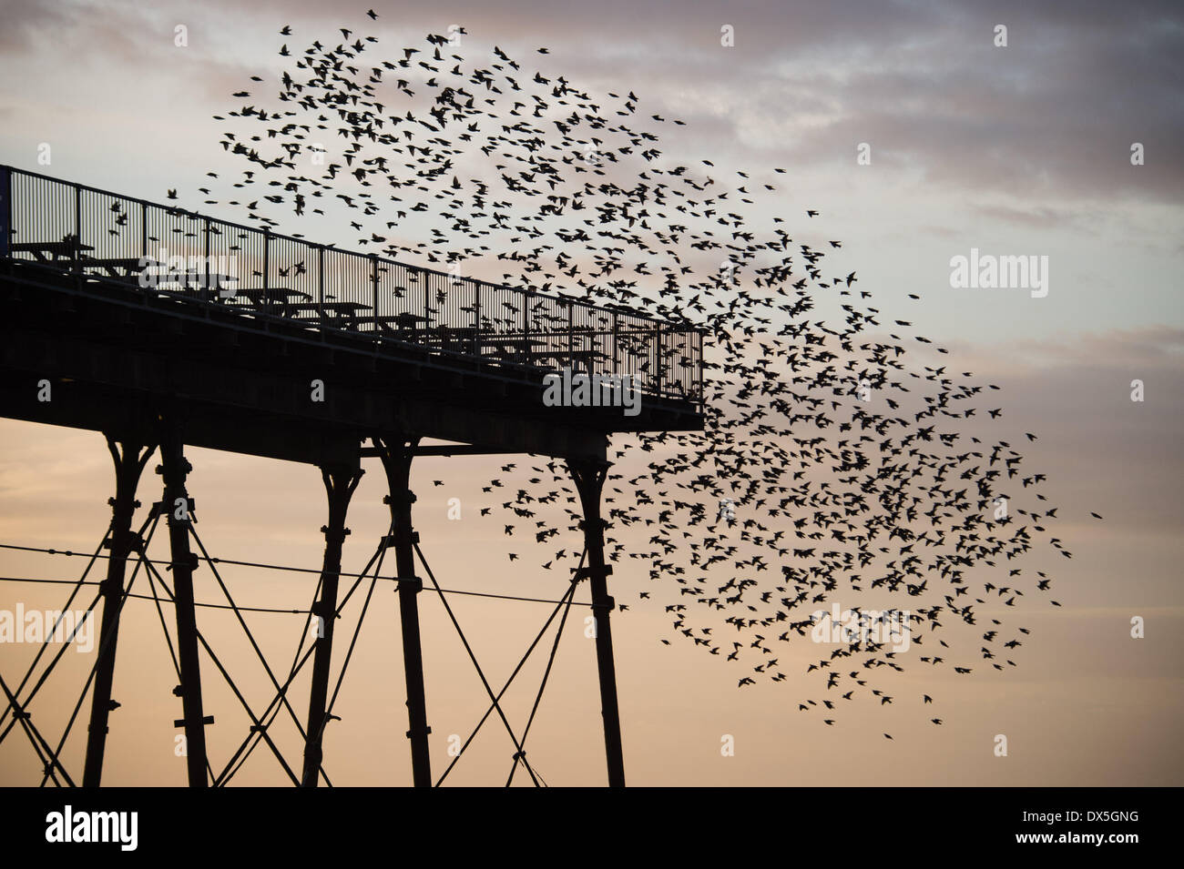 Murmurations hi-res stock photography and images - Alamy