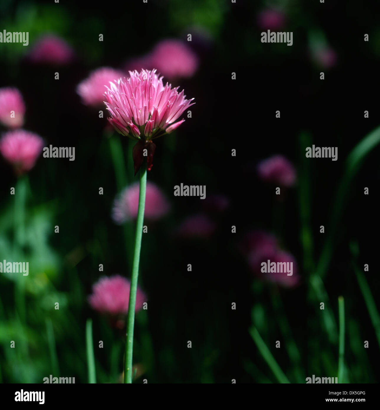A clover flower Stock Photo - Alamy