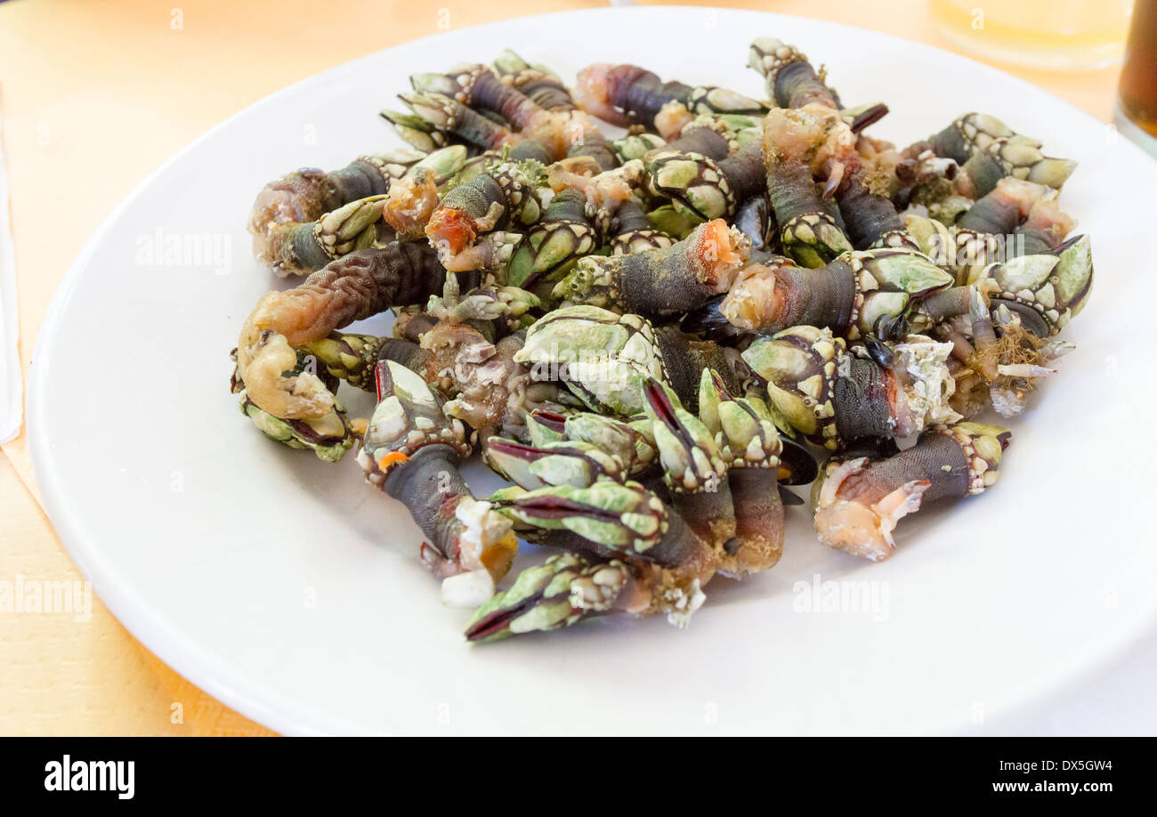 Closeup of boiled goose barnacle ready for eaten. Typical seafood from ...
