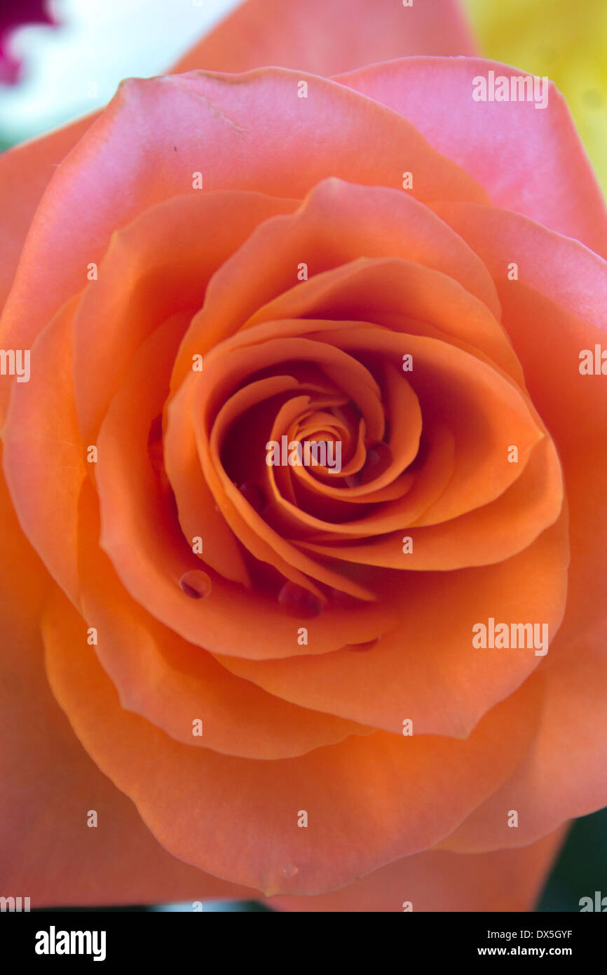 The inside of an orange Rose Stock Photo - Alamy