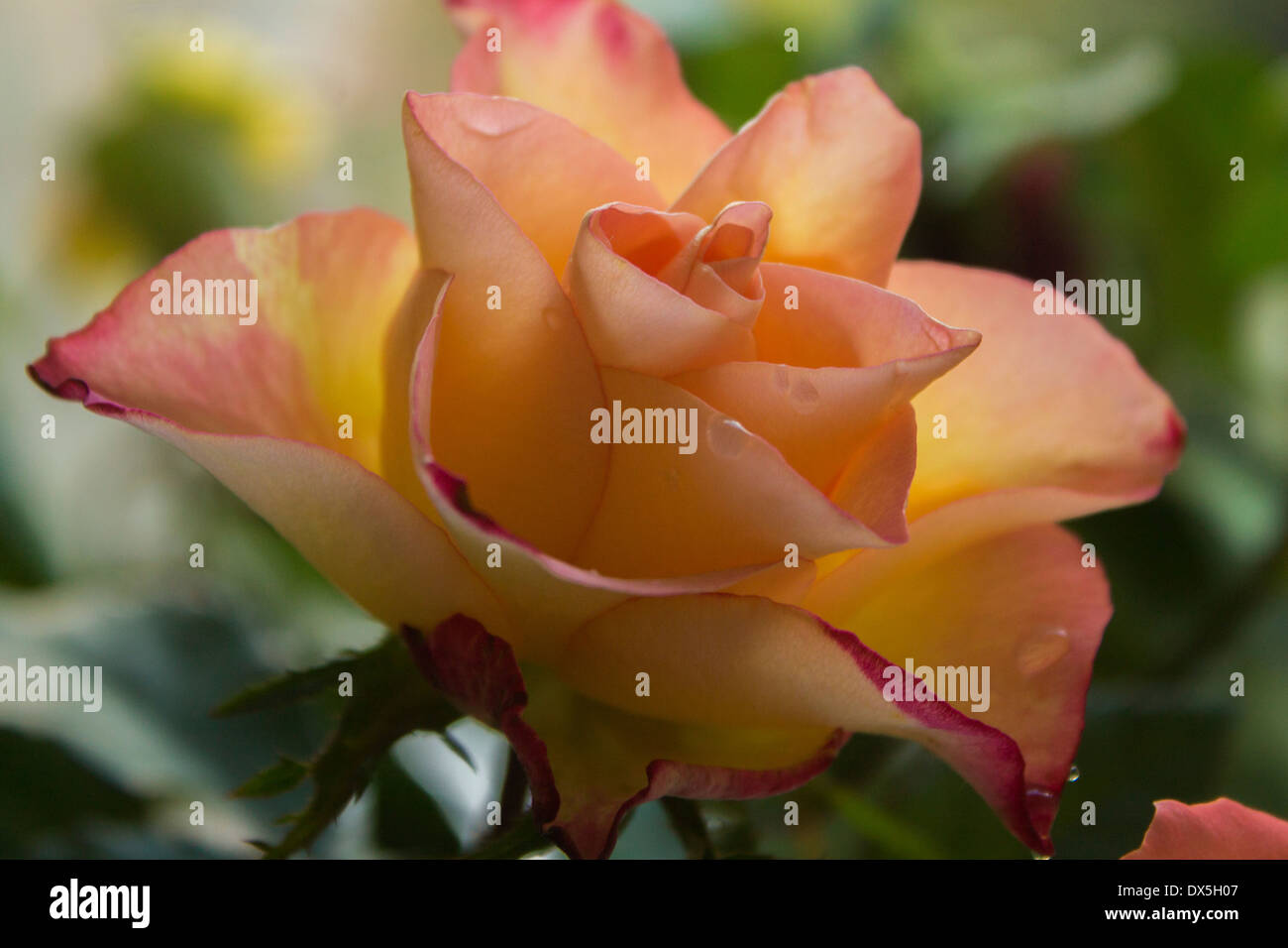 Close up of an orange open Rose Stock Photo - Alamy
