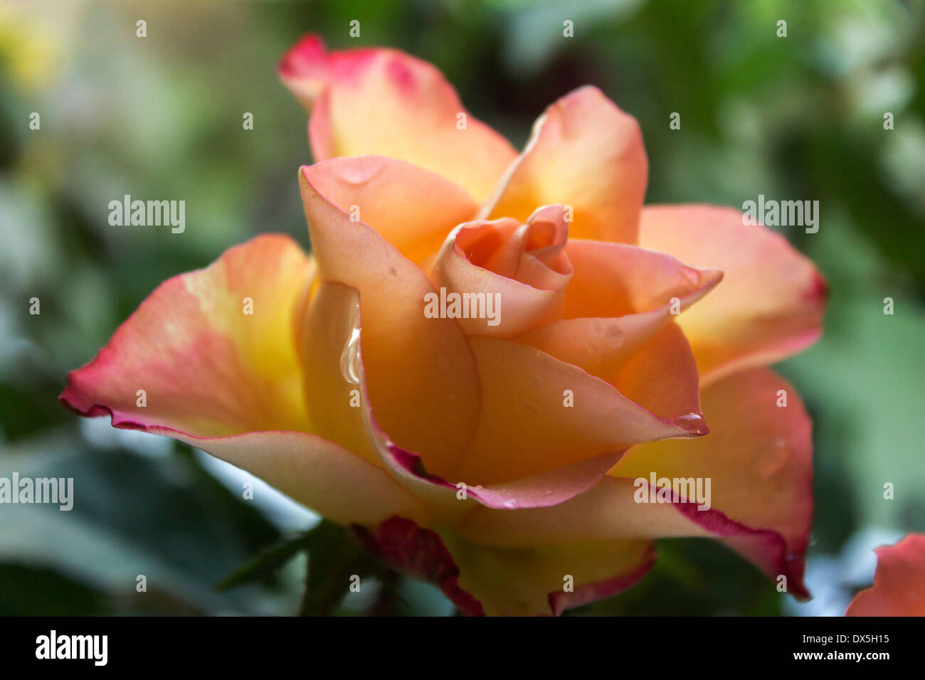 Close up of a peach rose Stock Photo - Alamy