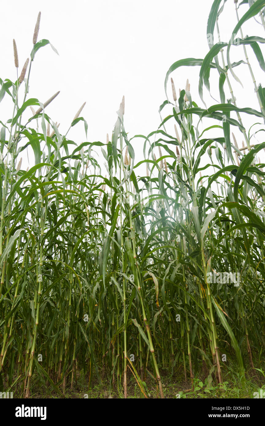 Bajra farm hi-res stock photography and images - Alamy