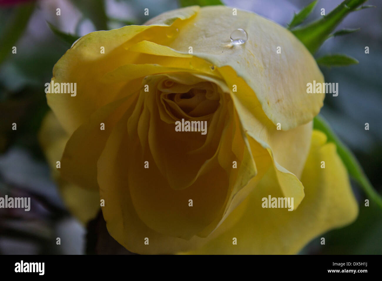 Rose rain drop hi-res stock photography and images - Alamy