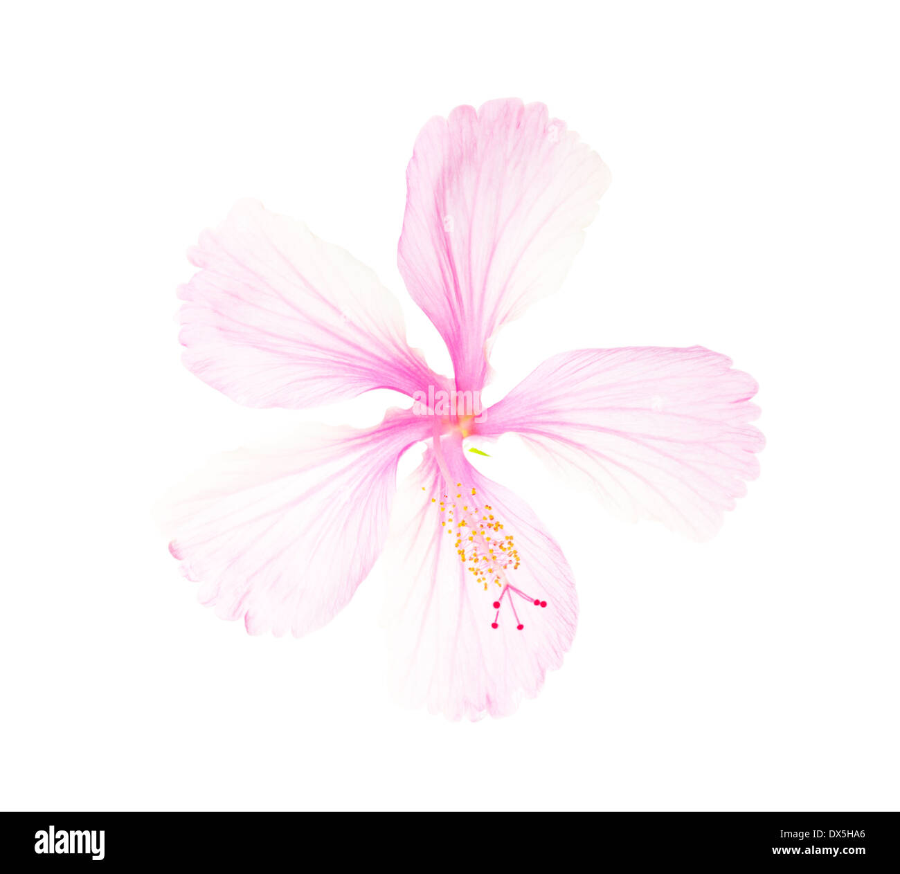pink flower isolated on white background Stock Photo - Alamy