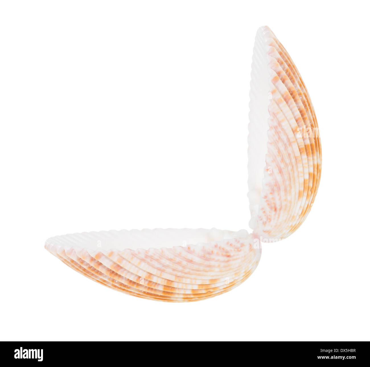 open cockleshell, closeup and is isolated on white background Stock ...