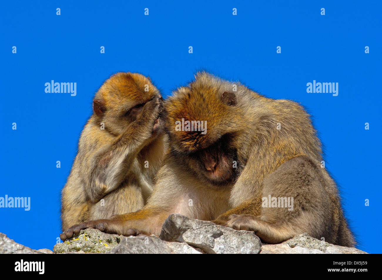 Barbary monkey female young macaca hi-res stock photography and images ...