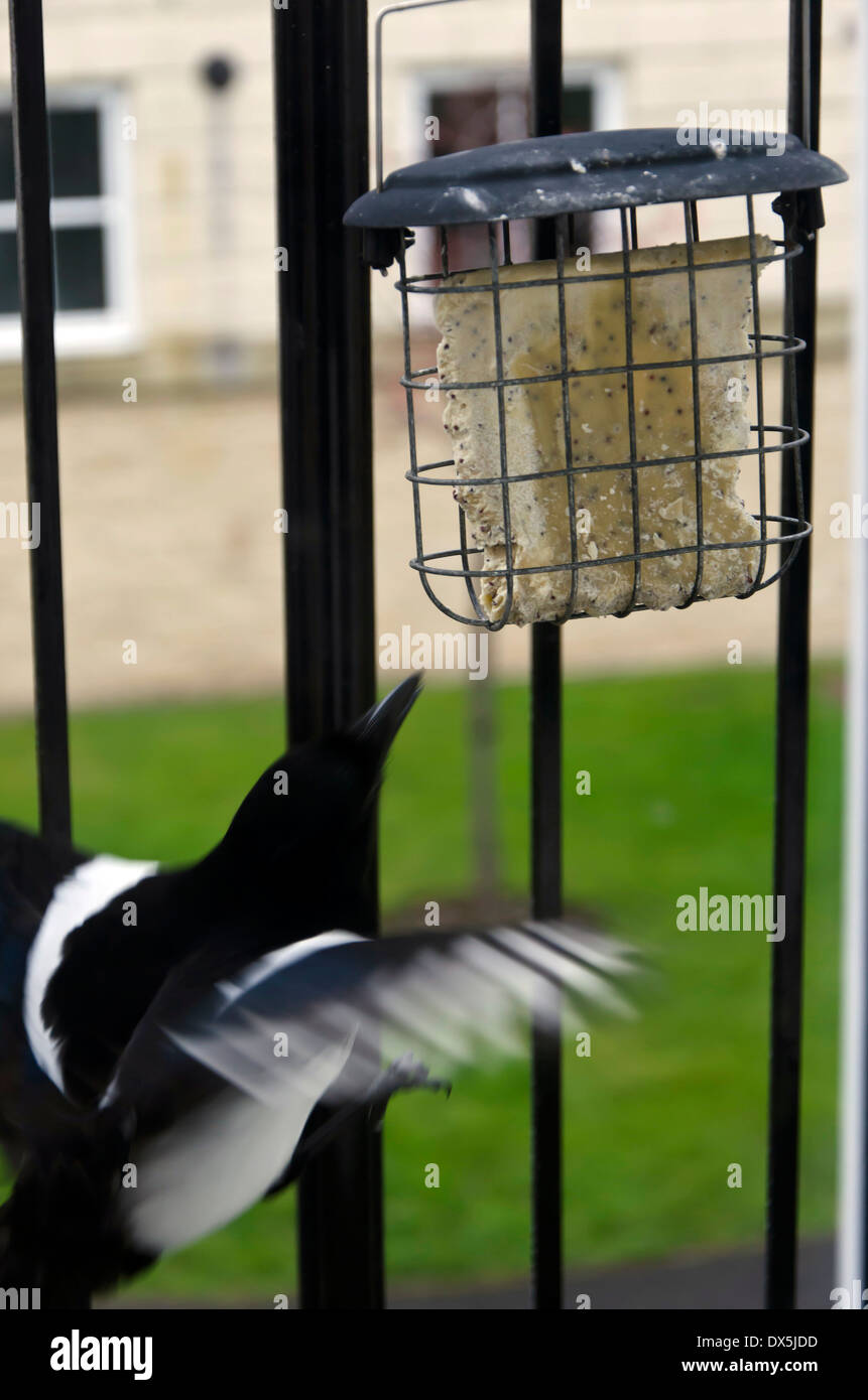 Magpie flying up to steal fat from a bird feeder Stock Photo - Alamy