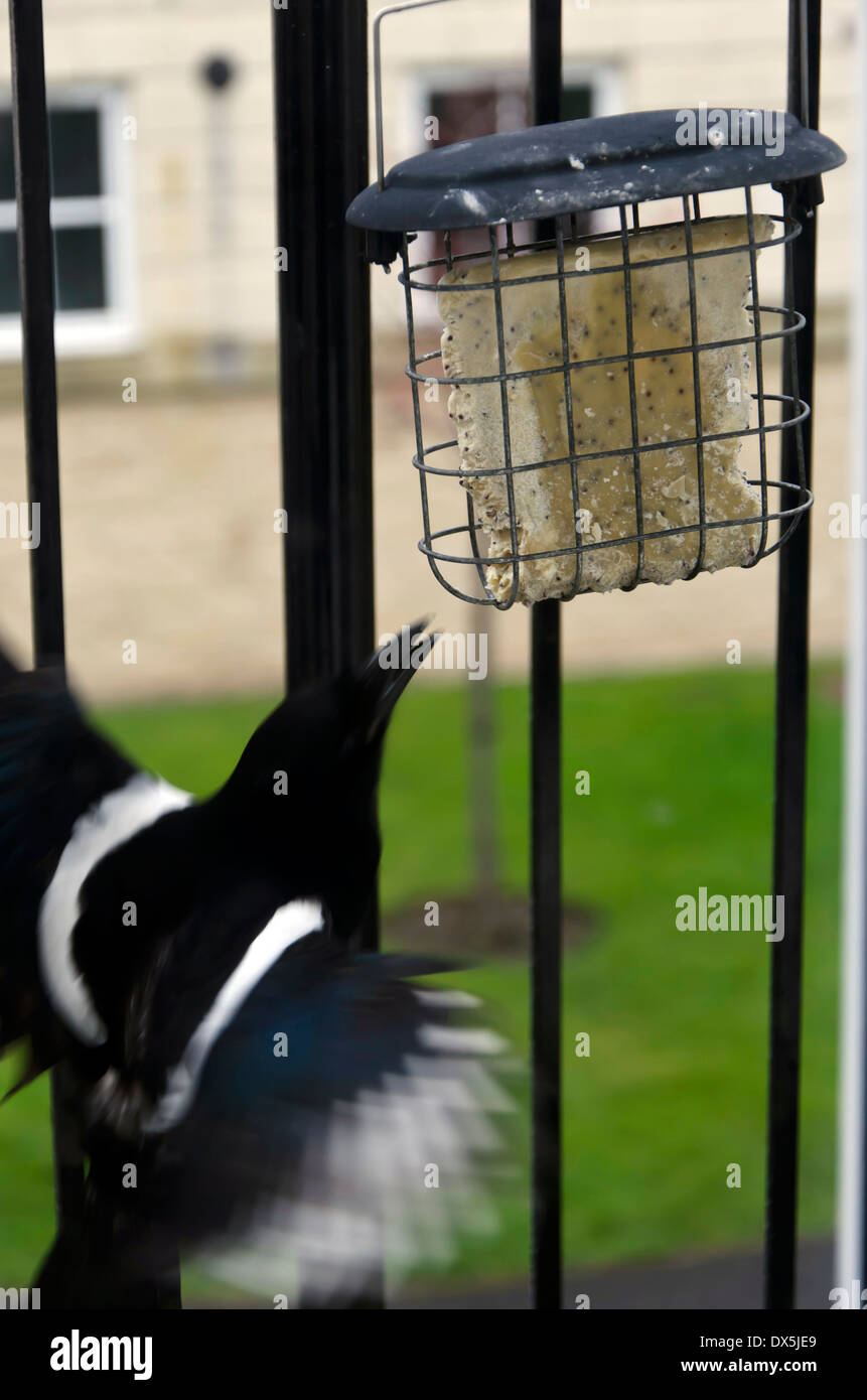 Magpie flying up to steal fat from a bird feeder Stock Photo - Alamy
