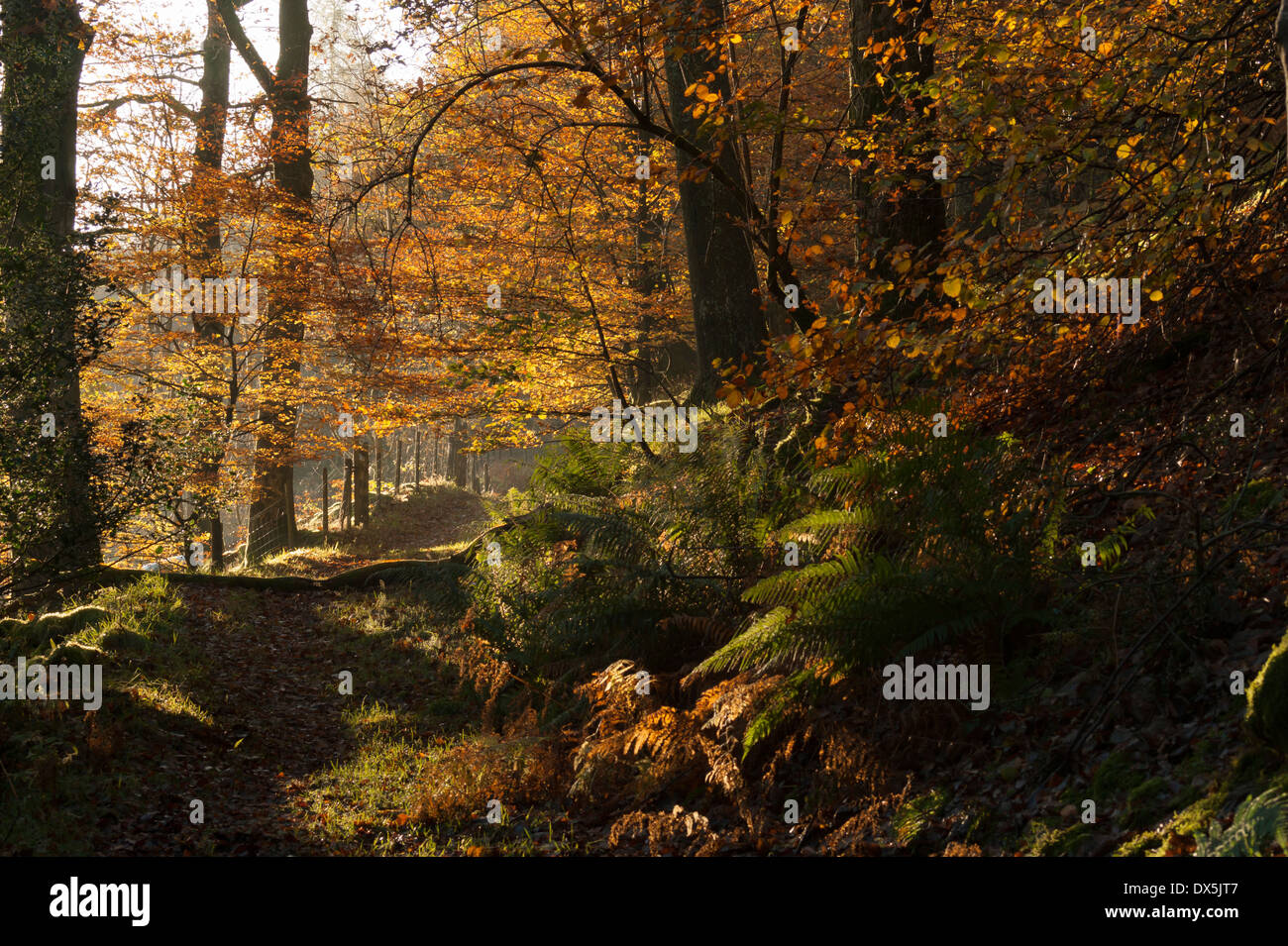 Path in the woods by the lake hi-res stock photography and images - Alamy