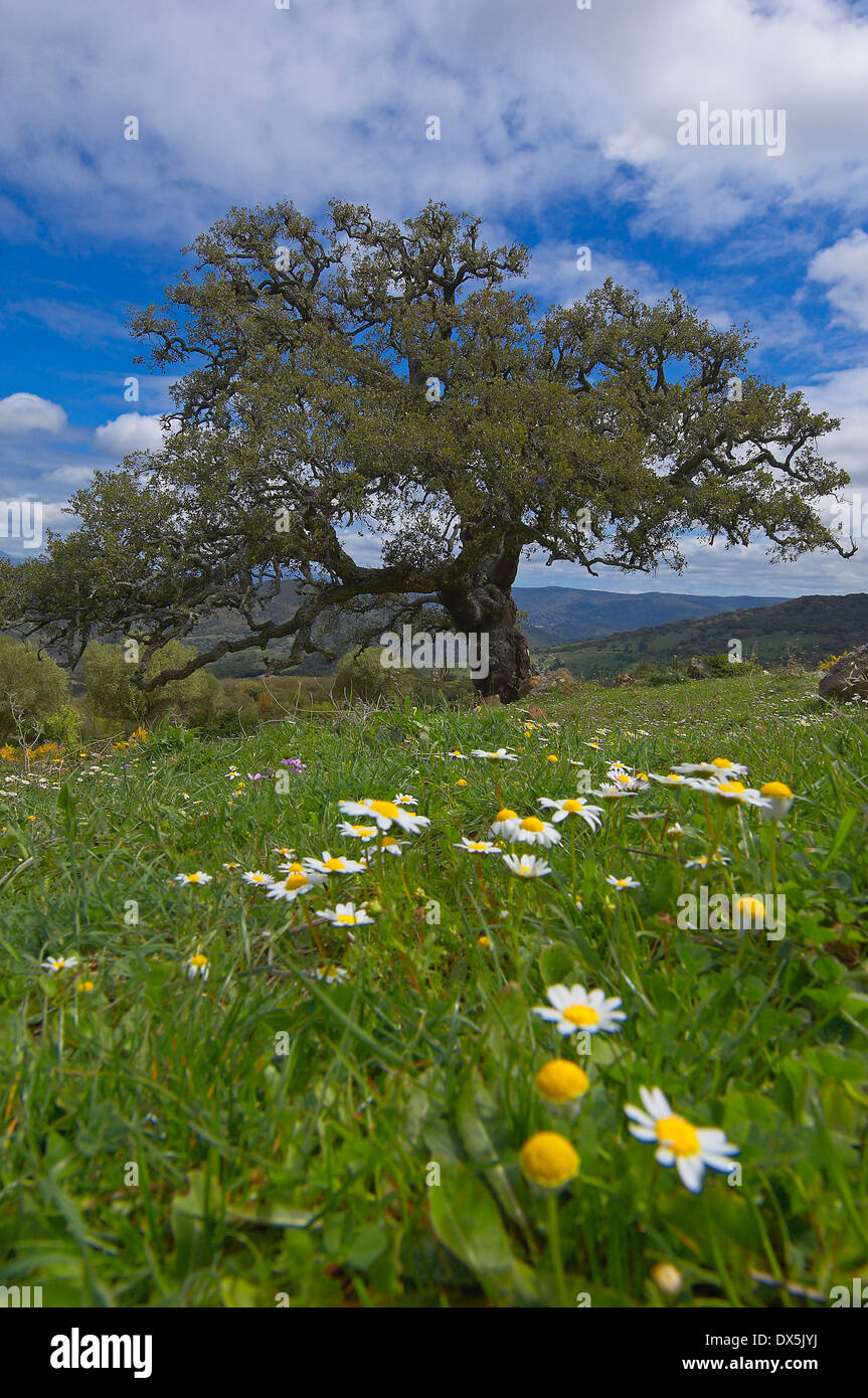 Sauceda spain hi-res stock photography and images - Alamy