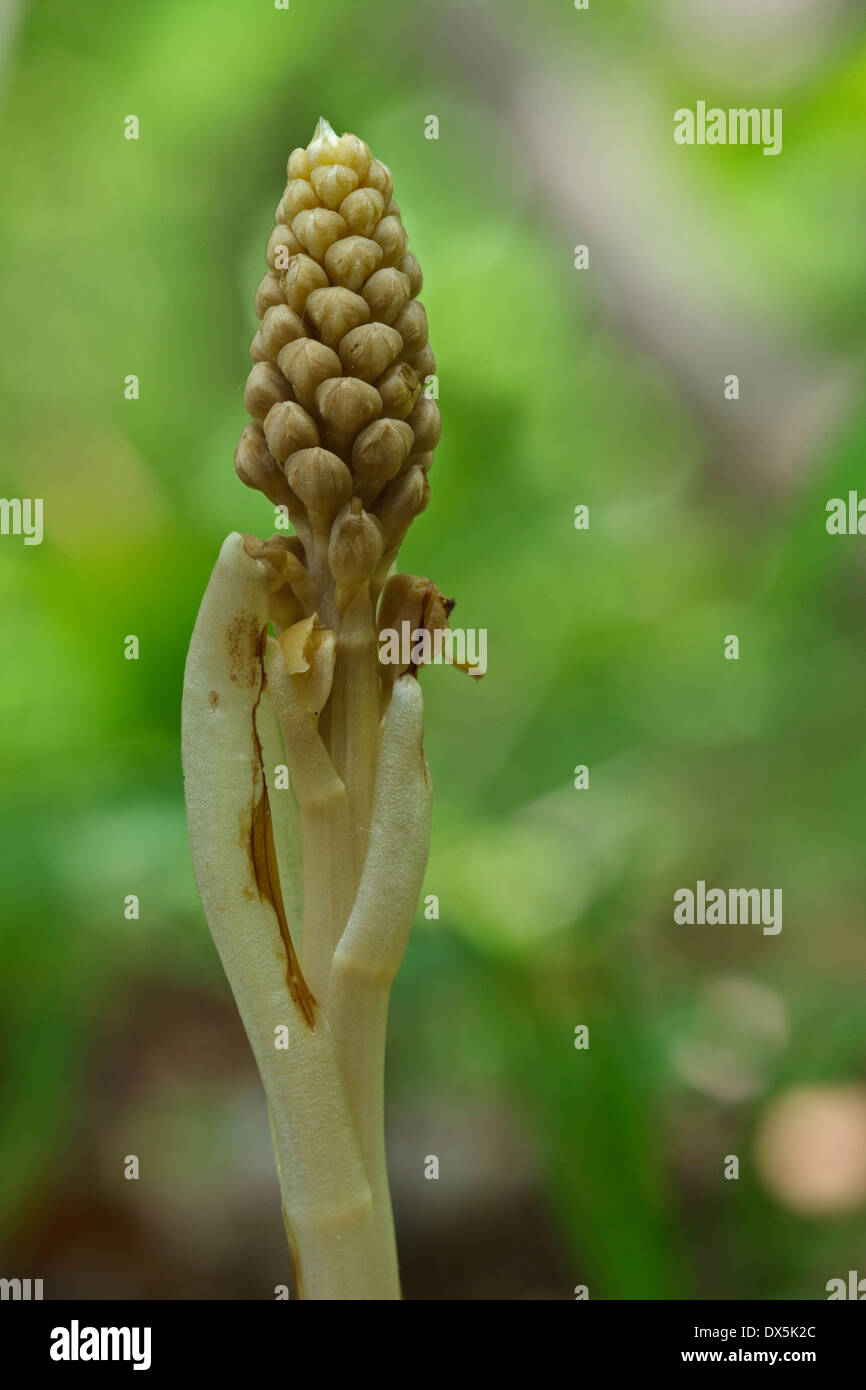 Flower buds of Bird´s-nest Orchid (Neottia nidus-avis Stock Photo - Alamy