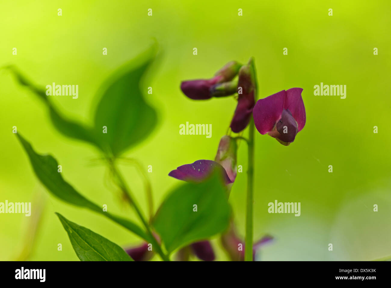 Flowering Spring Pea (Lathyrus vernus Stock Photo - Alamy