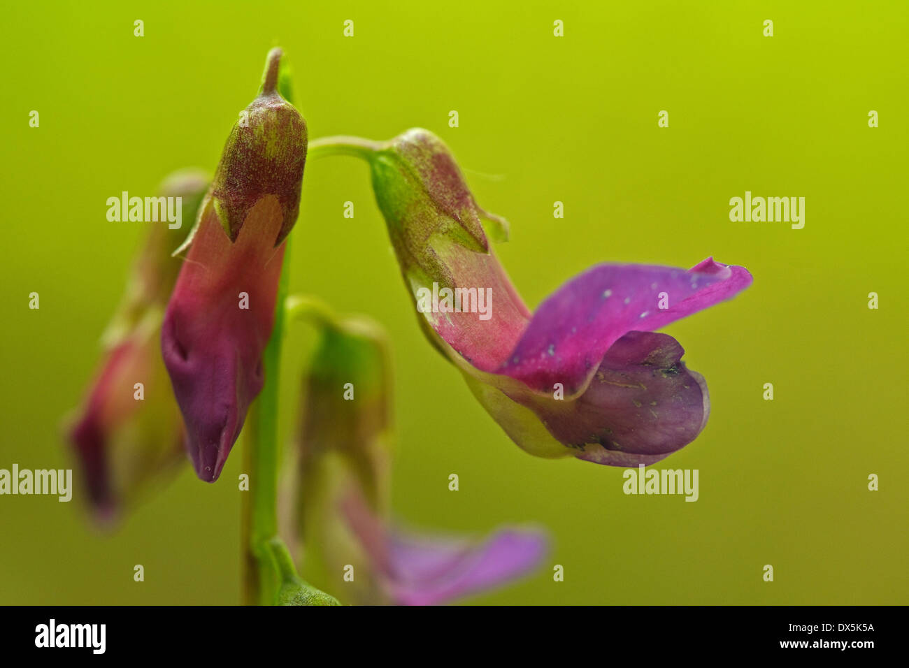 Flowering Spring Pea (Lathyrus vernus Stock Photo - Alamy