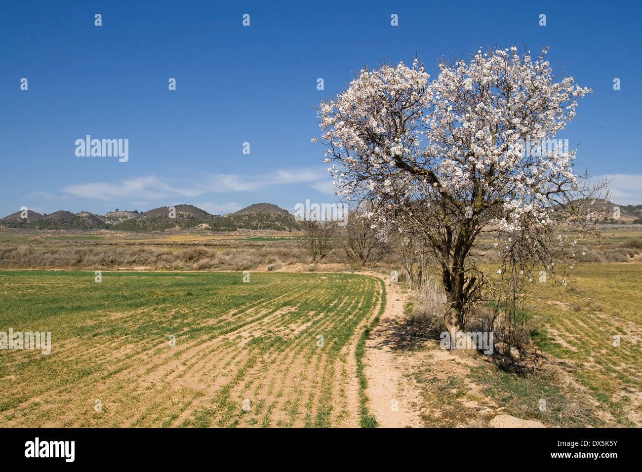 Flowering walnut tree on a field of Lleida, Catalonia Stock Photo - Alamy
