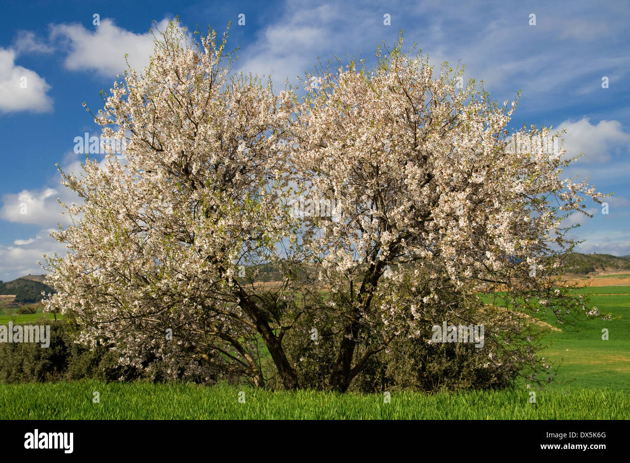 Blooming almond tree with two main trunks Stock Photo - Alamy